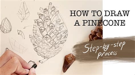 How To Draw A Realistic Pinecone Youtube