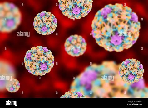 Human Papilloma Virus Hpv Computer Illustration Hpv Causes Warts Which Mostly Occur On The