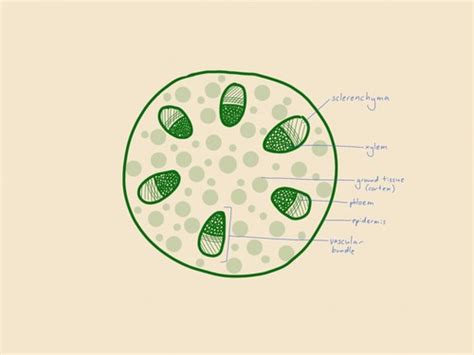 Plant Structure Function Flashcards Quizlet