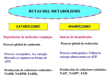Tipos De Metabolismo Biología Ciencia De La Vida Facebook