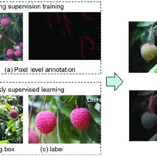 Examples Of Supervised Learning Download Scientific Diagram