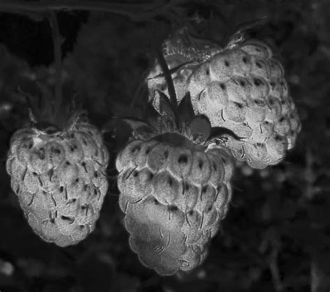 Github Luizfillipe1processamento Digital De Imagens