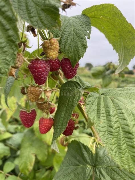 Raspberry Fruits On The Plant Stock Image Image Of Food Flower