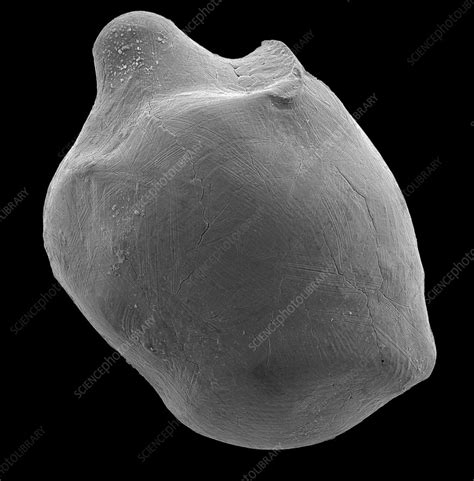 Micrometeorite Structure Sem Stock Image C043 4517 Science Photo Library