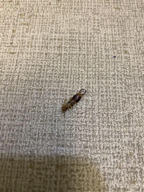 Gf Got Freaked Out By This Any Idea What This Is R Insects