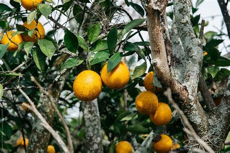Ripened Oranges On A Tree By Stocksy Contributor Gabi Bucataru Stocksy