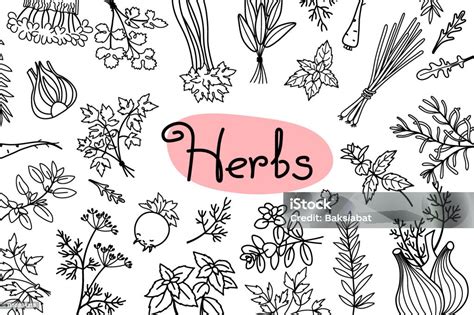 메뉴 조리법 및 포장 제품의 디자인에 대 한 요리와 비문에 사용 되는 다양 한 허브와 배경 벡터 일러스트 개체 그룹에 대한 스톡 벡터 아트 및 기타 이미지 Istock