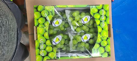 배송비포함 김천샤인머스캣2kg 세컨웨어