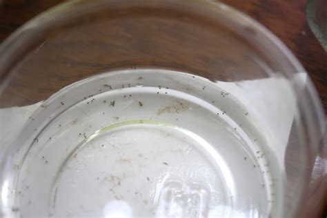 メダカ水槽で動く黒い粒カイミジンコの解説 涼しげメダカノート