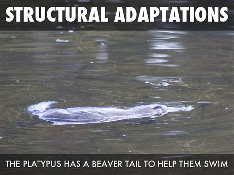 Platypus