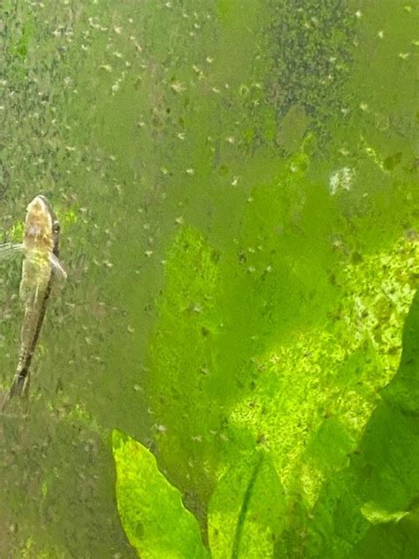 Algae Identify Plants Algae And Fertilizers C A R E