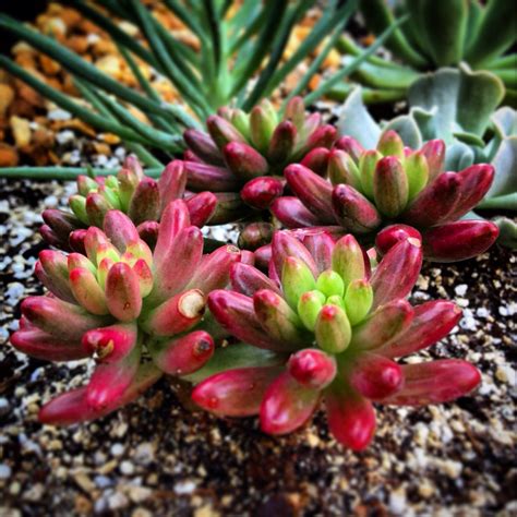 Sedum Rubrotinctum | พืชอวบน้ำ