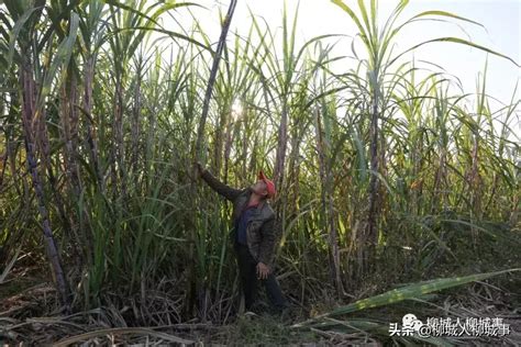 一根甘蔗多少斤左右一根甘蔗一般多少斤 尹华峰博客
