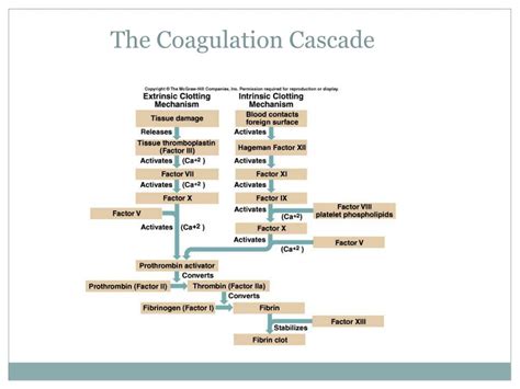 Ppt Thrombocytes And Coagulation Powerpoint Presentation Free