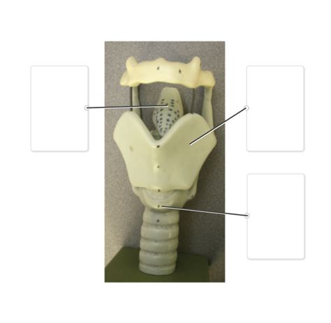 Structures Of The Larynx Diagram Quizlet