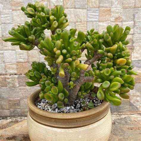 30 Most Popular Crassula Succulent Pictorial Guide