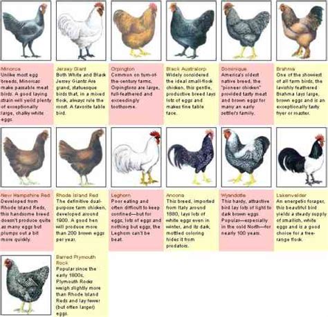 Rooster Breeds Chart