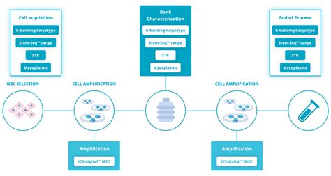 Ngs Based Assays To Test Genomic Stability In Stem Cells Stem Genomics