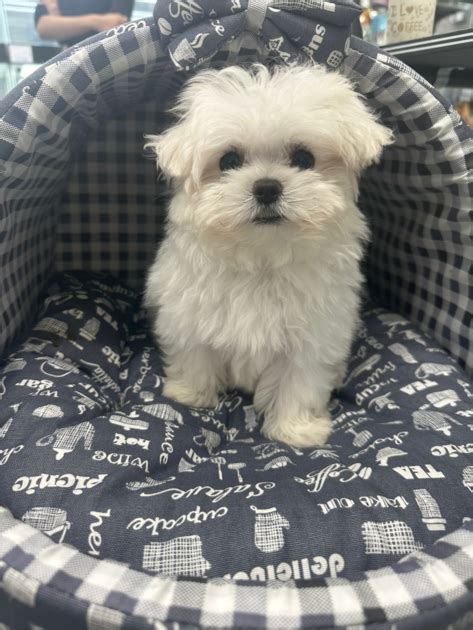 말티즈조이 강아지책임분양 강아지분양 고양이분양 컴투펫 시츄 셔틀랜드쉽독 말티푸 미니핀 치와와 요크셔테리어 포메라니안 말티즈 분양