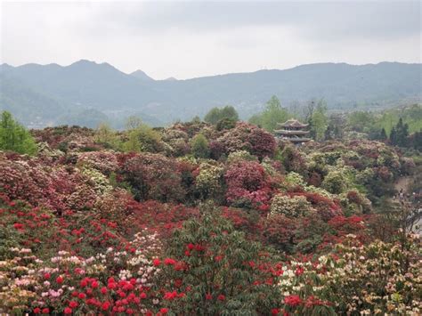 十里杜鹃火红的鹃花大山谷图库
