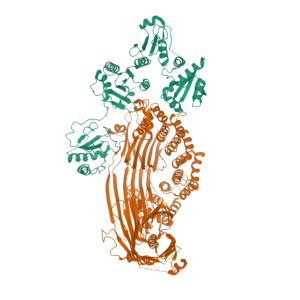 MTTP Gene GeneCards MTP Protein MTP Antibody