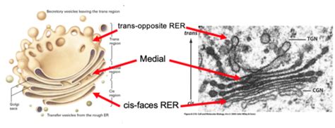 Lecture 4 Vesicular Traffic Of Proteins Golgi Apparatus Flashcards Quizlet
