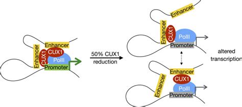 The Haploinsufficient Tumor Suppressor Cux1 Acts As An Analog Transcriptional Regulator That