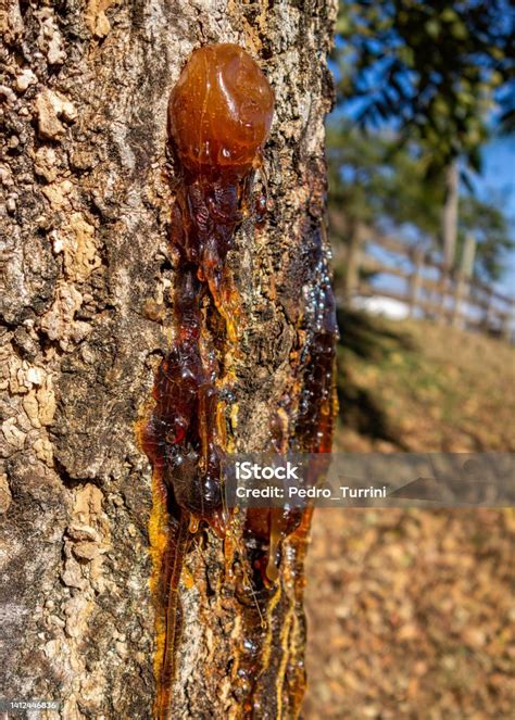 Tree Sap In The Trunk Photo Of The Trunk Of A Tree From Which Sap Is