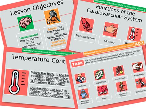 8 Structure Of The Cardiovascular System Teaching Resources