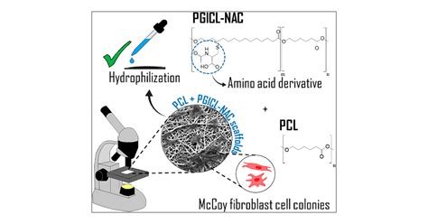 Covalently Bonded N Acetylcysteine Polyester Loaded In Pcl Scaffolds For Enhanced Interactions