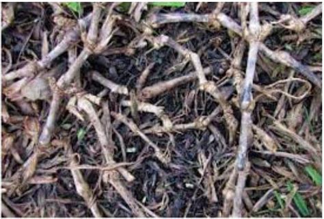 5 St Augustine Grass Diseases Identification With Pictures Gardenic Home