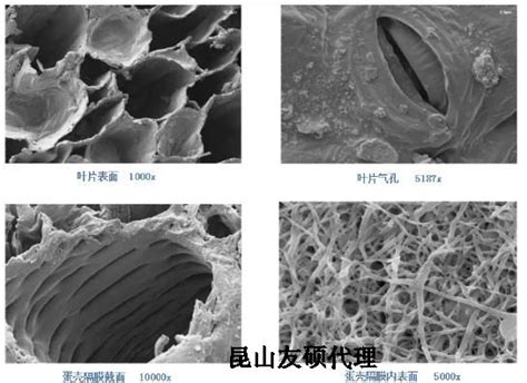 扫描电子显微镜（sem）在形貌分析中的应用 新闻资讯 蔡司扫描电镜 扫描电子显微镜 蔡司三坐标测量仪