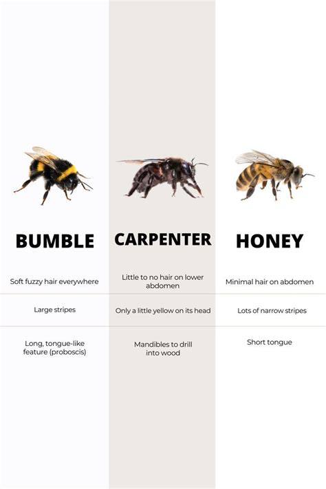 How To Identify Different Types Of Bees Honey Bee Carpenter Bee And Bumble Bee