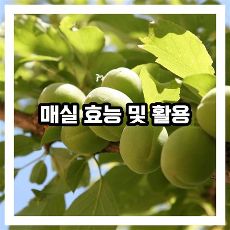 매실나무 생김새와 특징 매화 활용법 매실주 매실청 엑기스 담그는법 효능 부작용 정리