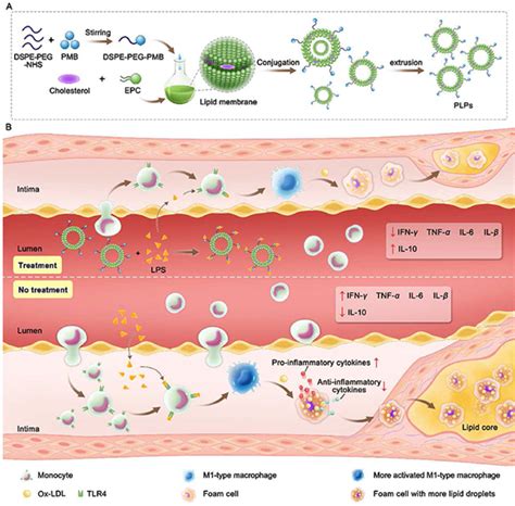 文献解析聚米星b修饰脂质体吸附脂多糖并缓解炎症在动脉粥样硬化治疗中的研究