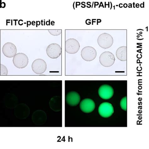 Polyelectrolyte Coating Modifies Microcapsule Permeability Hc Cams