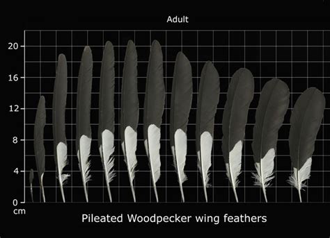 Feather Identification Pileated Woodpecker Pinned By The Mystics