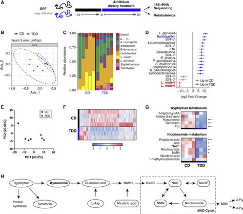 Dietary Tryptophan Deficiency Promotes Gut Rorγt Treg Cells At The Expense Of Gata3 Treg Cells