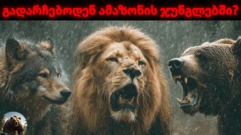 გადარჩებოდნენ დედამიწის უძლიერესი მტაცებლები ამაზონის ჯუნგლებში ამაზონში გადარცენის ყველა