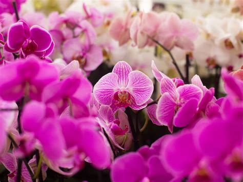 Як часто поливати орхідею часниковим розчином Важливе правило