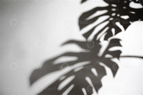 las sombras borrosas la hoja de monstera en las plantas de hormigón