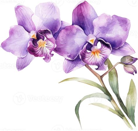 Purple Orchid Flower Watercolor Illustration 23564899 Png