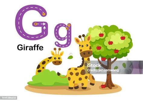 알파벳 문자 G기린 만화 어휘 그림 벡터 교육에 대한 스톡 벡터 아트 및 기타 이미지 교육 귀여운 기린 Istock