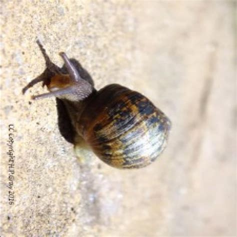 pest detection 2 0 object detection dataset and pre trained model by pest detection 20