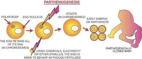 Parthenogenesis การตั้งครรภ์ที่ไม่ต้องอาศัยเพศชาย