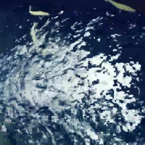 ზვარის ჩანჩქერი Home Facebook