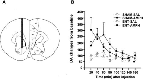 A Schematic Representation Of Probe Placement Within The Nucleus
