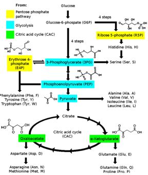 Interpreting A Figure Of The Krebs Cycle The Production Of Electron Carriers ATP Practice