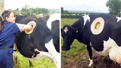5 Amazing Cows You Should Know About Youtube