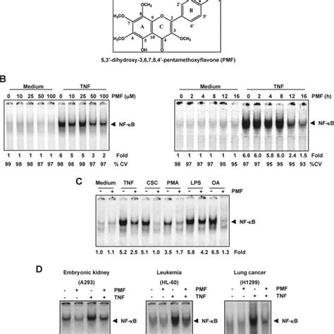 A The Chemical Structure Of PMF B Dose And Time Dependent Effect Of Download Scientific